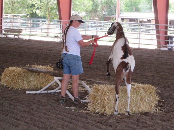 Trail Class: The Obstacle Course - Goat Journal